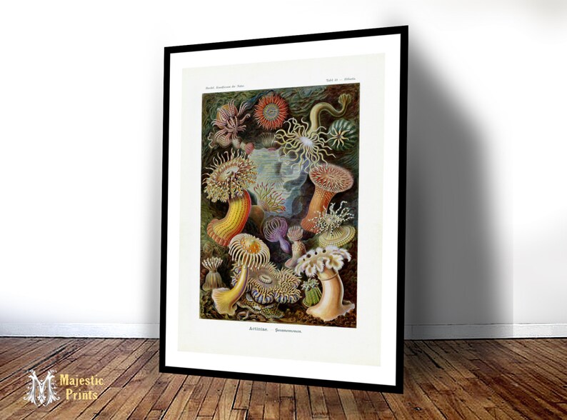 Haeckel's Actiniae Sea Anemones Print Vintage Ocean Art - Etsy