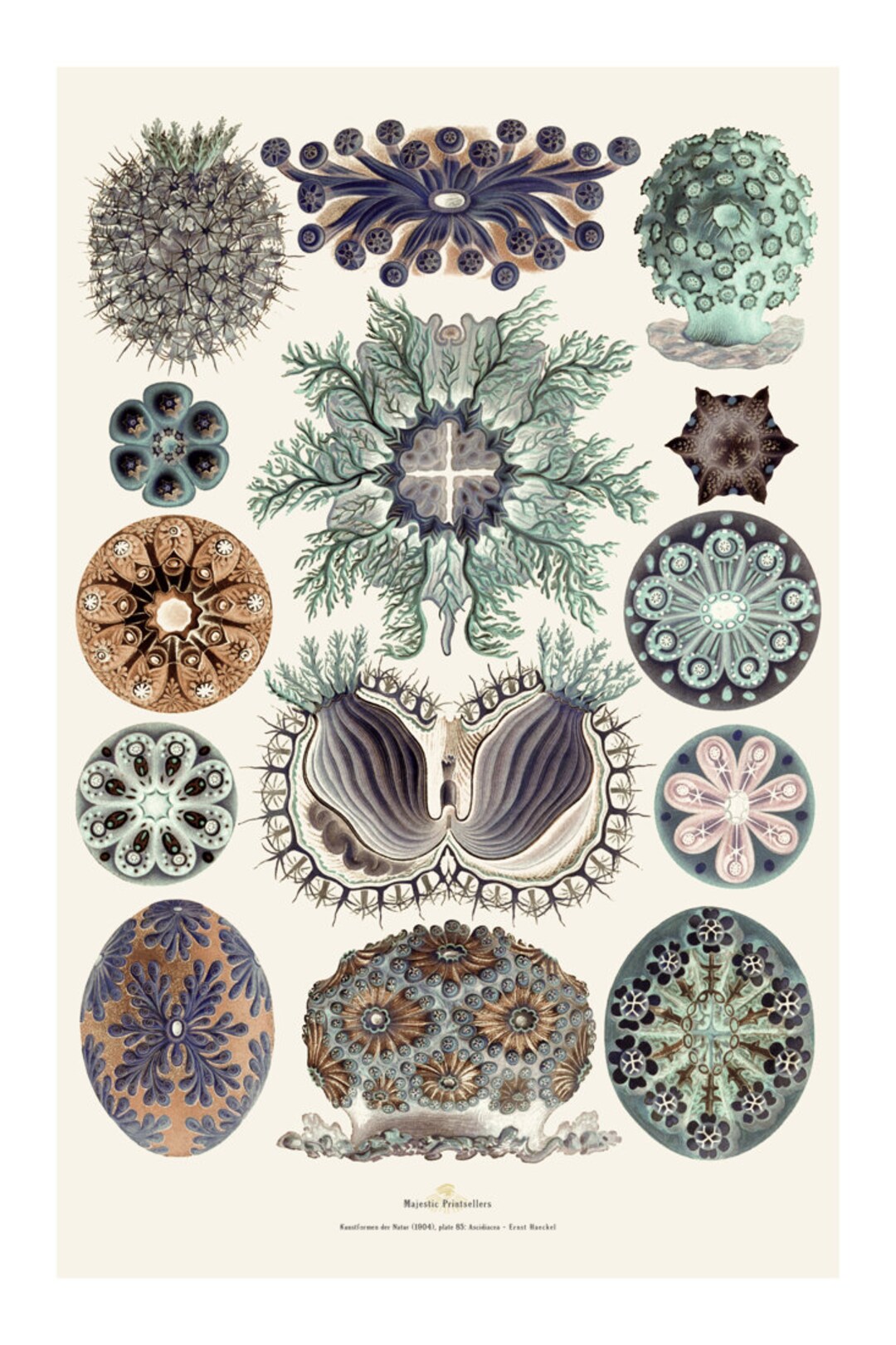 Haeckel's Ascidiae Sea Life Print - Vintage Nature Art - Ocean Print ...
