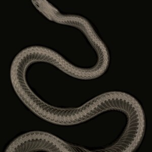 Aesculapian Snake X-ray Art Print - Vintage Radiographic Print ...