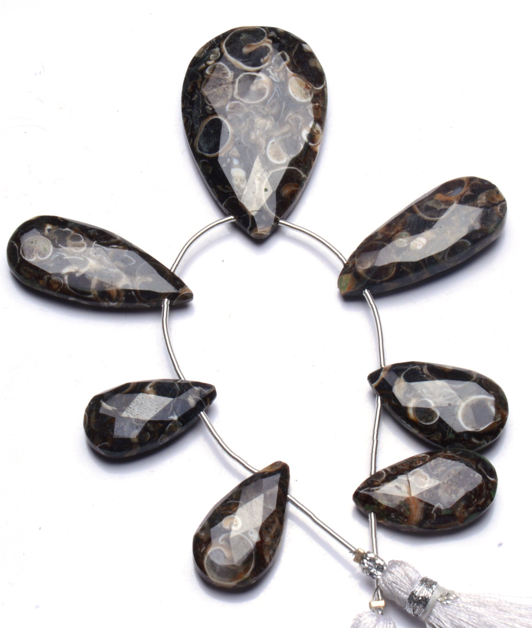 Super Rare Natural Gem Turritella Fossil 22x12 to 40x23mm - Etsy Ireland
