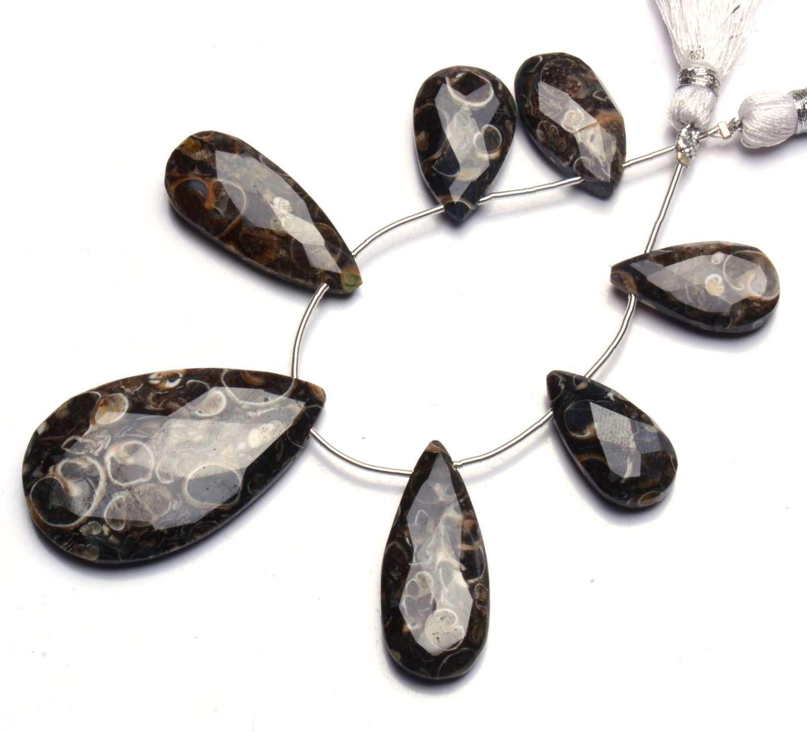 Super Rare Natural Gem Turritella Fossil 22x12 to 40x23mm - Etsy Ireland