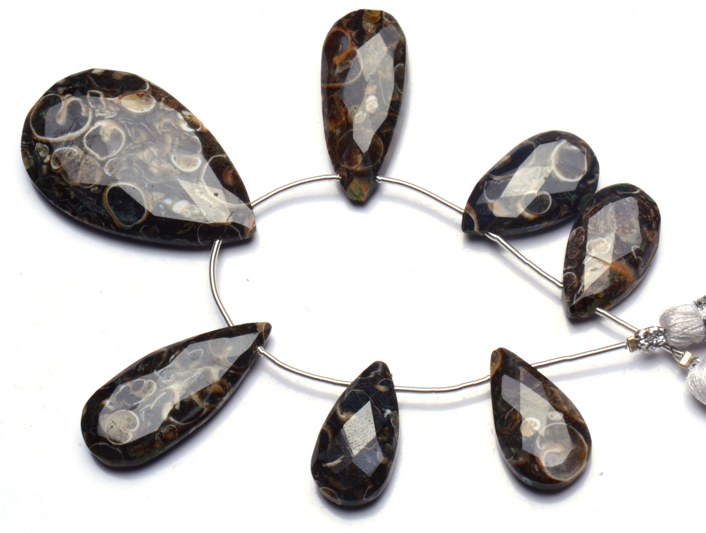 Super Rare Natural Gem Turritella Fossil 22x12 to 40x23MM | Etsy