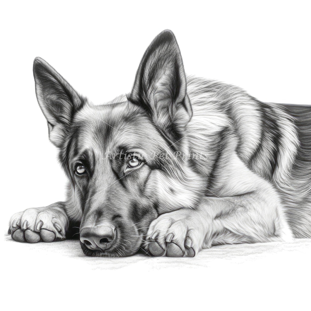 German Shepherd Sketch Drawings - 10 High Quality Jpg's - Digital ...