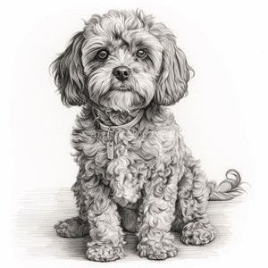 Cockapoo Sketch Drawings - 12 High Quality Jpg's - Digital Download ...