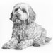 Cockapoo Sketch Drawings 12 High Quality Jpg's Digital - Etsy