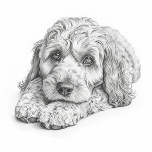 Cockapoo Sketch Drawings - 12 High Quality Jpg's - Digital Download ...