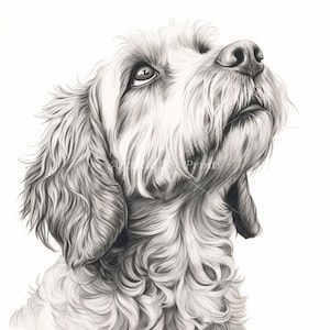 Cockapoo Sketch Drawings - 12 High Quality Jpg's - Digital Download ...