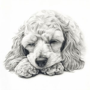 Cockapoo Sketch Drawings - 12 High Quality Jpg's - Digital Download ...
