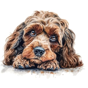 Golden Cockapoo Clipart - 10 High Quality Watercolor Jpg's - Digital ...