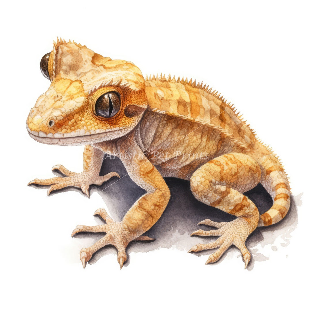 Crested Gecko Clipart - 10 High Quality Watercolor Jpg's - Digital ...