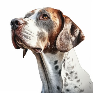 English Pointer Clipart Watercolor - 10 High Quality Jpg's - Digital ...