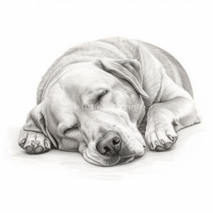 Labrador Sketch Drawings - 12 High Quality Jpg's - Digital Download ...