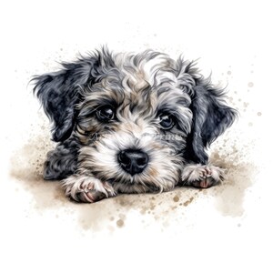 Havapoo Clipart - 10 High Quality Watercolor Jpg's - Digital Download ...