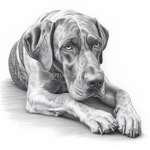 English Pointer Sketch Drawings - 12 High Quality Jpg's - Digital ...