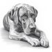 English Pointer Sketch Drawings - 12 High Quality Jpg's - Digital ...