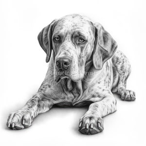 English Pointer Sketch Drawings - 12 High Quality Jpg's - Digital ...