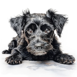 Black Jackapoo Clipart - 10 High Quality Watercolor Jpg's - Digital ...