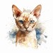 Devon Rex Clipart - 10 High Quality Watercolor Jpg's - Digital Download ...