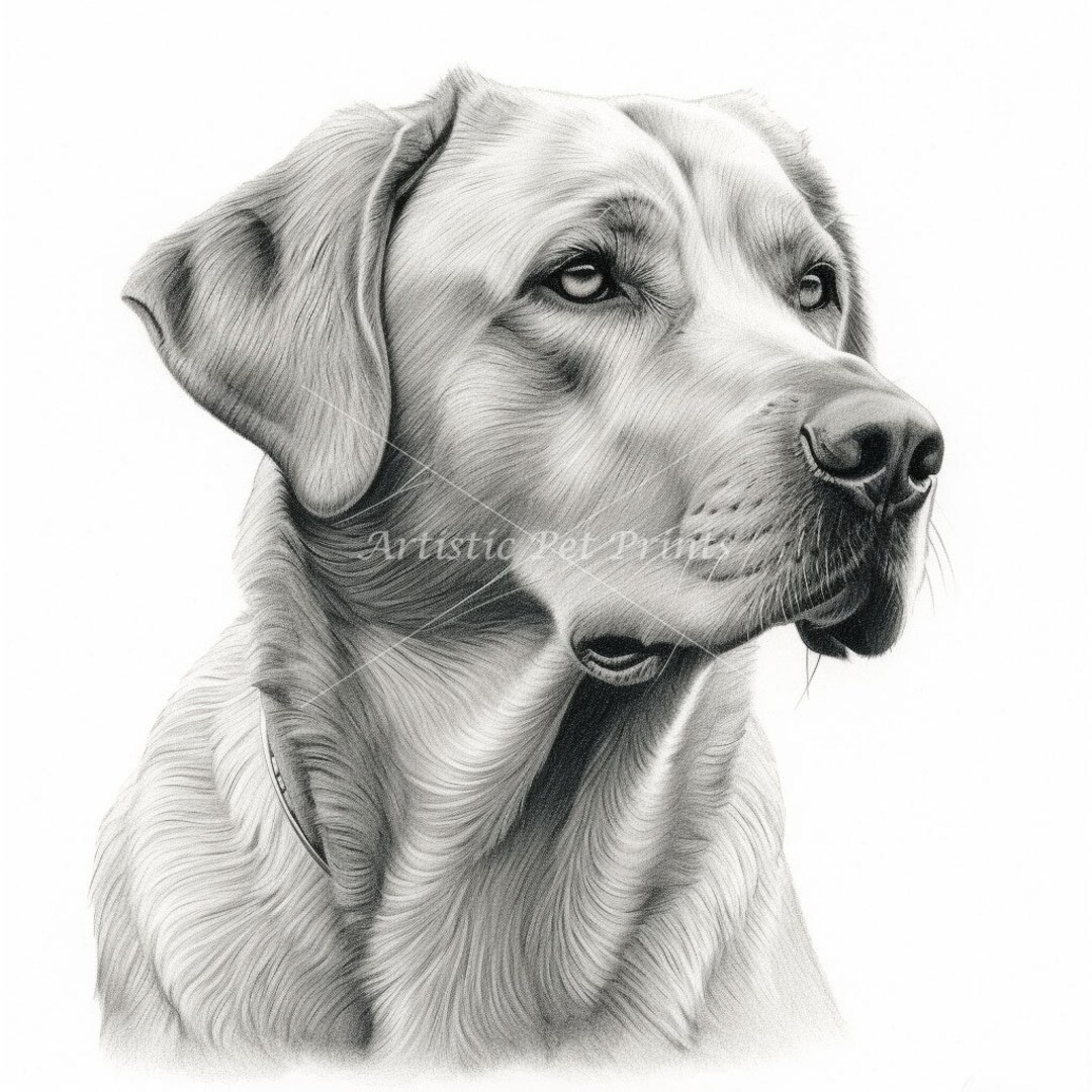 Labrador Sketch Drawings - 12 High Quality Jpg's - Digital Download ...