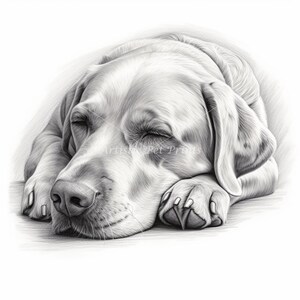 Labrador Sketch Drawings - 12 High Quality Jpg's - Digital Download ...