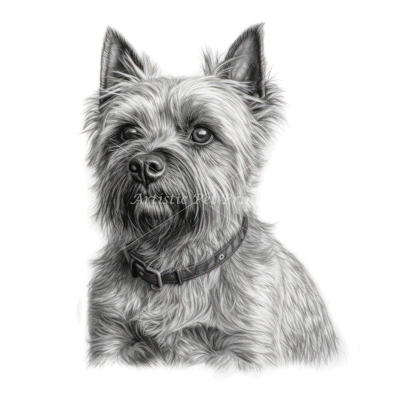 Cairn Terrier Sketch Drawings - 10 High Quality Jpg's - Digital ...