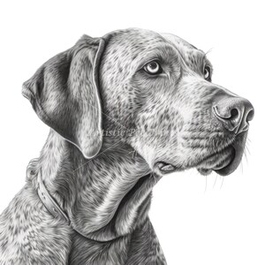 English Pointer Sketch Drawings - 12 High Quality Jpg's - Digital ...