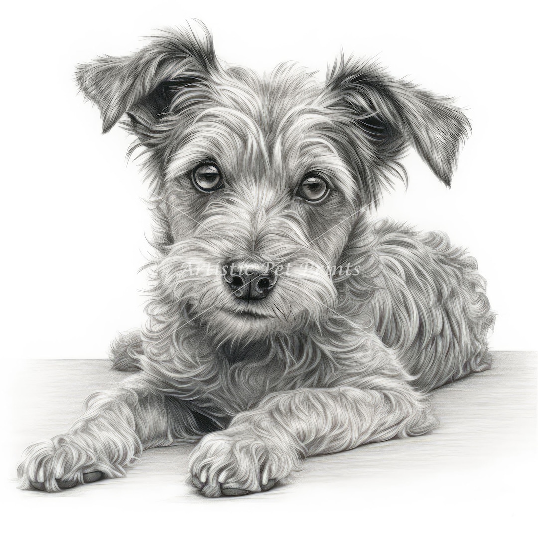 Jackapoo Sketch Drawings - 10 High Quality Jpg's - Digital Download ...