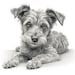 Jackapoo Sketch Drawings - 10 High Quality Jpg's - Digital Download ...