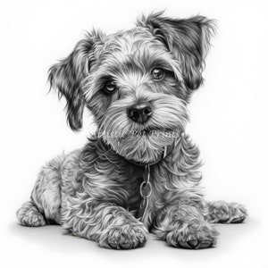 Jackapoo Sketch Drawings - 10 High Quality Jpg's - Digital Download ...