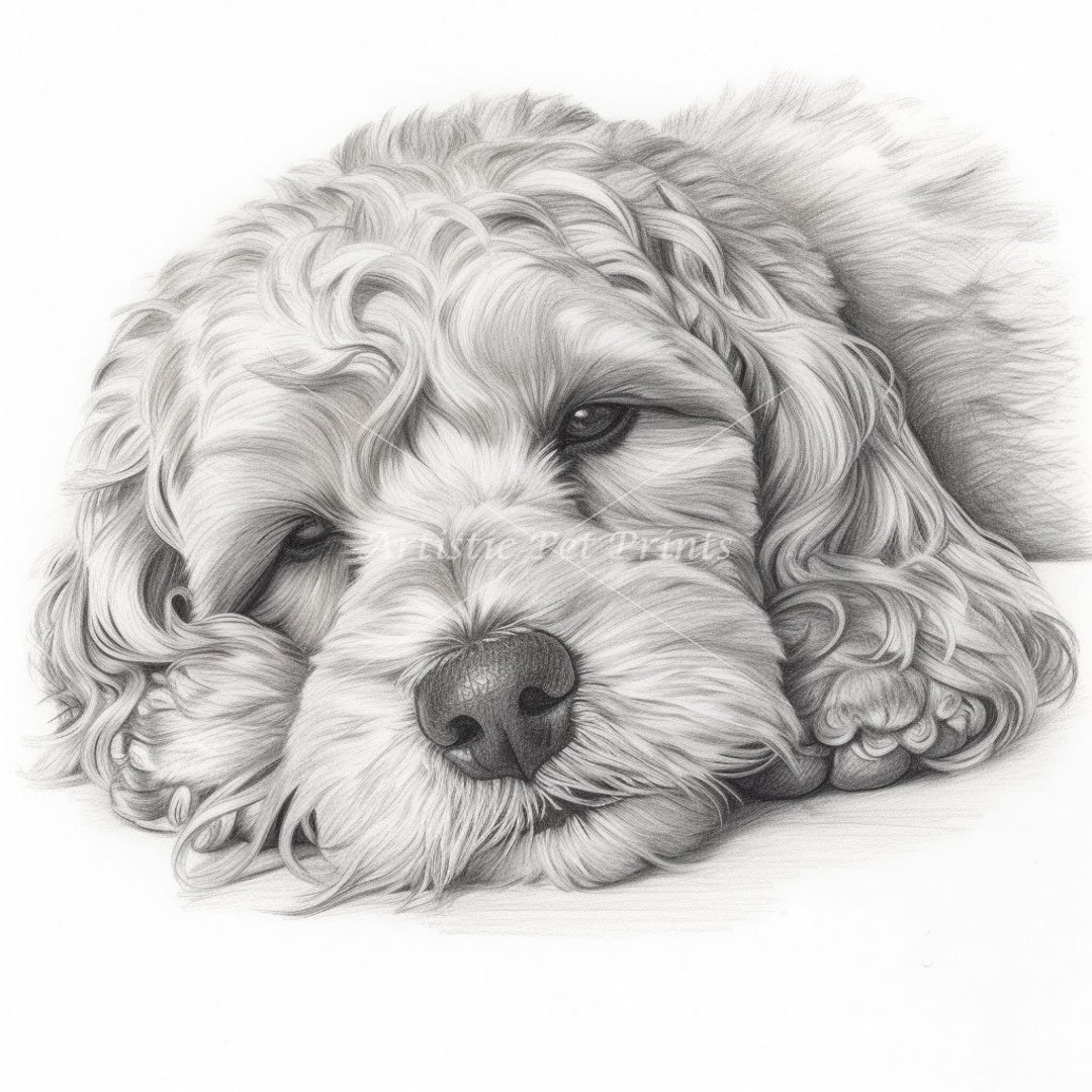 Cockapoo Sketch Drawings - 12 High Quality Jpg's - Digital Download ...