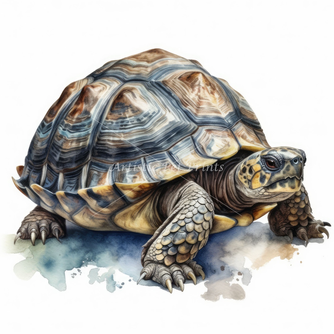 Russian Tortoise Clipart - 10 High Quality Watercolor Jpg's - Digital ...