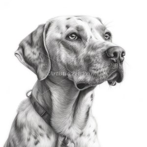 English Pointer Sketch Drawings - 12 High Quality Jpg's - Digital ...