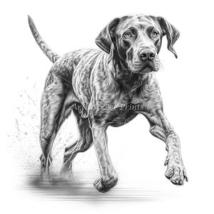 English Pointer Sketch Drawings - 12 High Quality Jpg's - Digital ...
