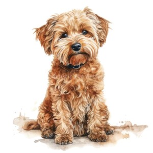 Havapoo Clipart - 10 High Quality Watercolor Jpg's - Digital Download ...