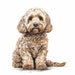Champagne Cockapoo Clipart - 10 High Quality Watercolor Jpg's - Digital ...