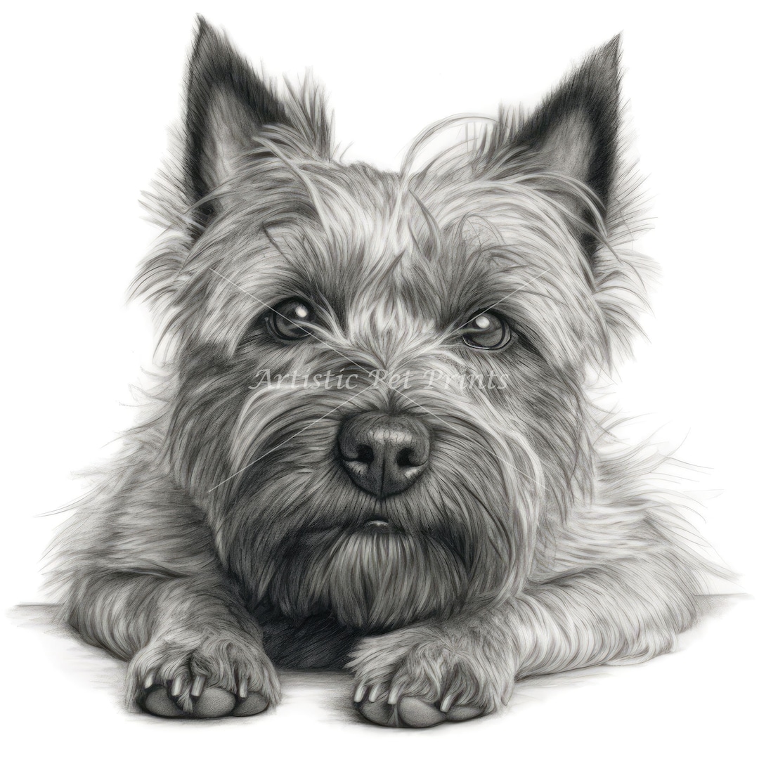 Cairn Terrier Sketch Drawings - 10 High Quality Jpg's - Digital ...