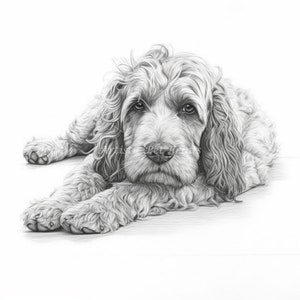 Cockapoo Sketch Drawings - 12 High Quality Jpg's - Digital Download ...
