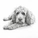 Cockapoo Sketch Drawings 12 High Quality Jpg's Digital - Etsy