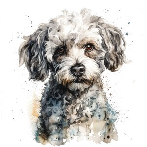 Havapoo Clipart - 10 High Quality Watercolor Jpg's - Digital Download ...