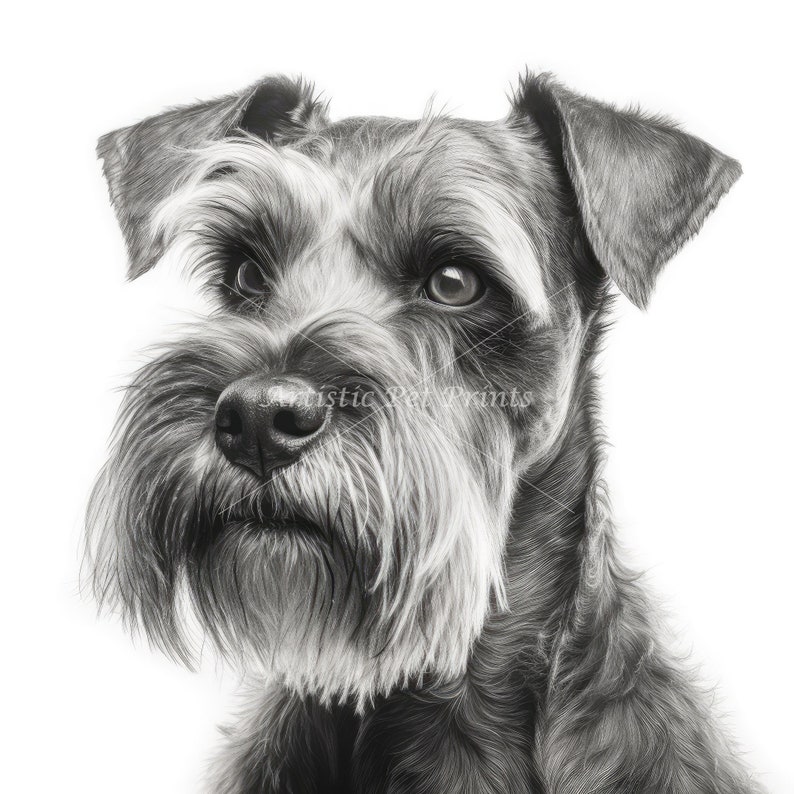 Schnauzer Sketch Drawings 10 High Quality Jpg's - Etsy