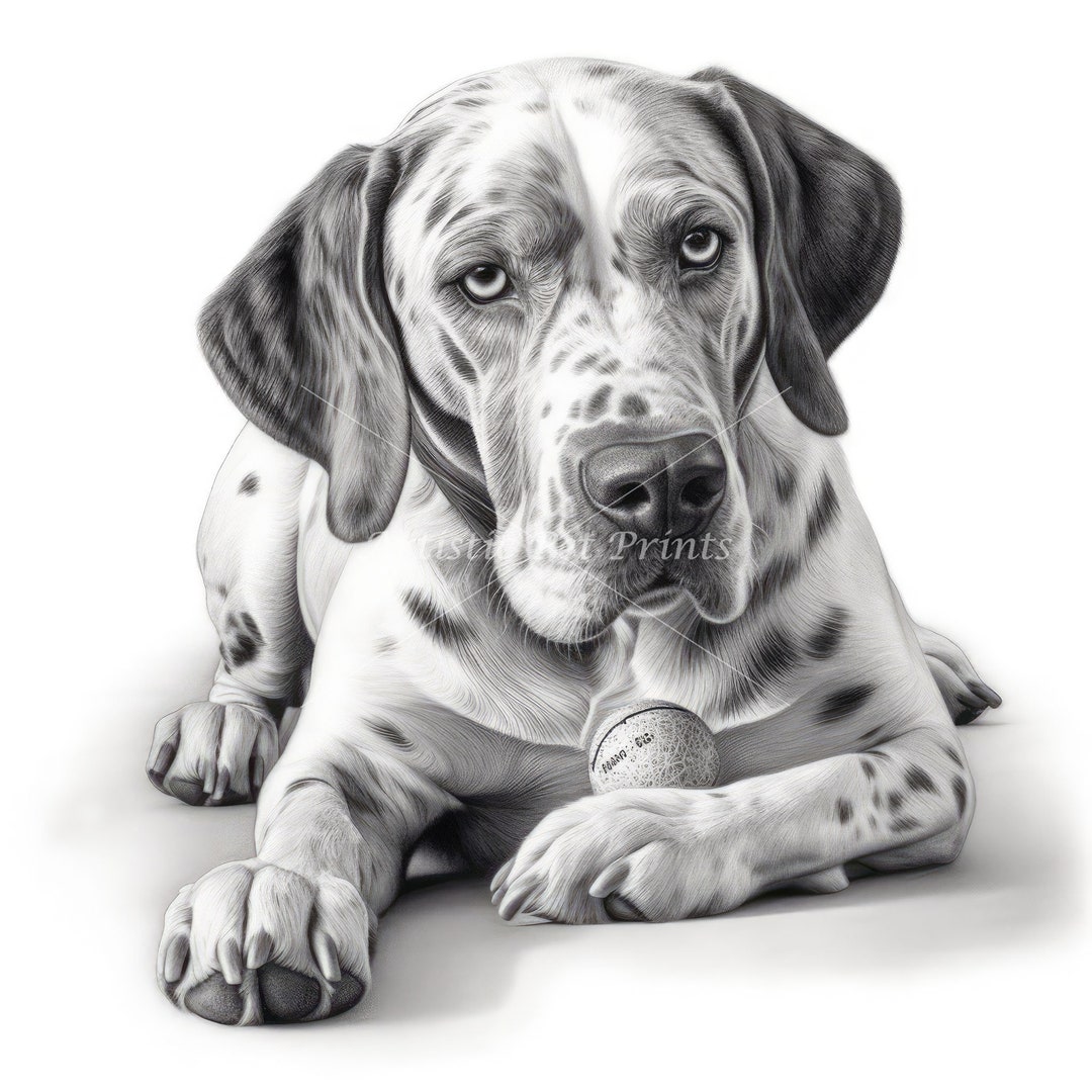 English Pointer Sketch Drawings - 12 High Quality Jpg's - Digital ...