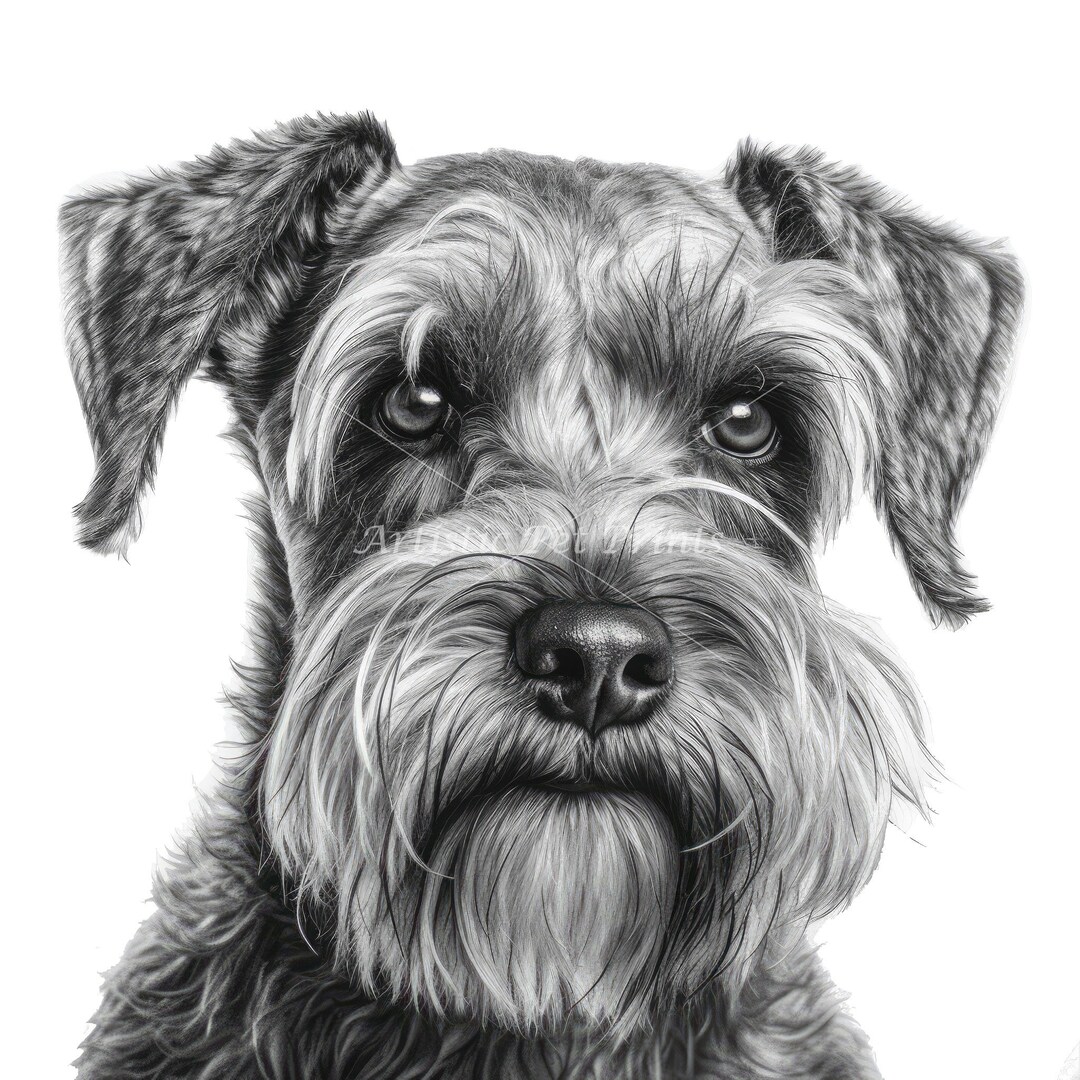 Schnauzer Sketch Drawings - 10 High Quality Jpg's - Digital Download ...