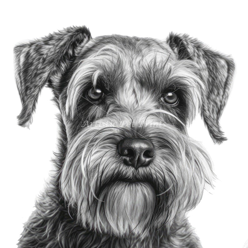 Schnauzer Sketch Drawings 10 High Quality Jpg's - Etsy