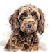 Golden Cockapoo Clipart - 10 High Quality Watercolor Jpg's - Digital ...