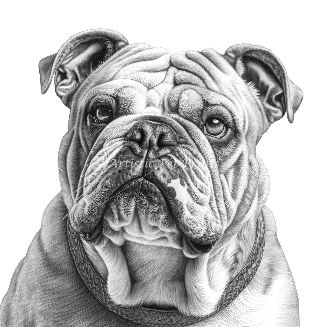 Bulldog Sketch Drawings - 10 High Quality Jpg's - Digital Download ...