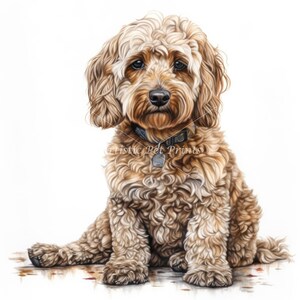 Champagne Cockapoo Clipart - 10 High Quality Watercolor Jpg's - Digital ...