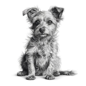 Jackapoo Sketch Drawings - 10 High Quality Jpg's - Digital Download ...