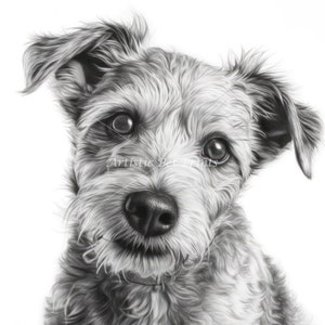 Jackapoo Sketch Drawings - 10 High Quality Jpg's - Digital Download ...