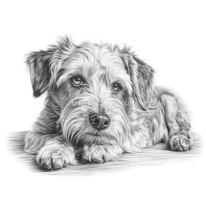 Jackapoo Sketch Drawings - 10 High Quality Jpg's - Digital Download ...