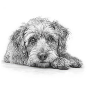 Jackapoo Sketch Drawings - 10 High Quality Jpg's - Digital Download ...